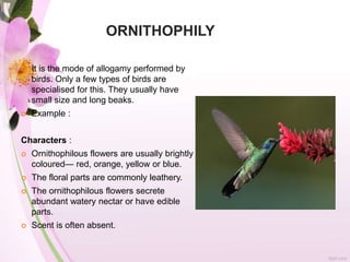 Pollination | PPTX