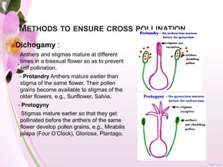 Pollination | PPTX