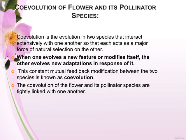 Pollination | PPTX