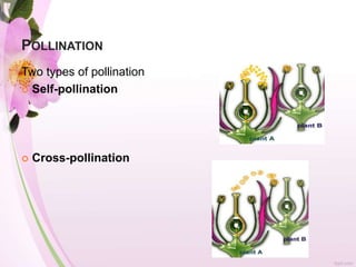 Pollination | PPTX