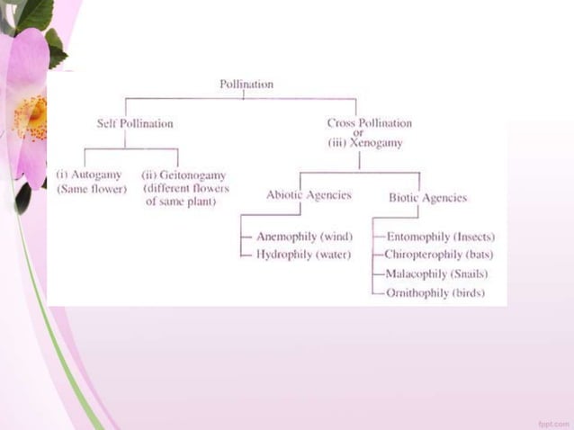 Pollination | PPTX