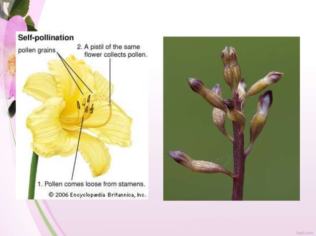 Pollination | PPTX