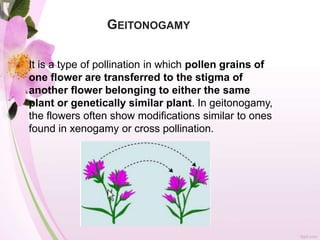 Pollination | PPTX