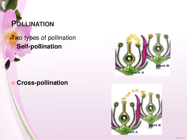 Pollination