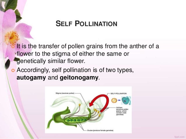 Pollination