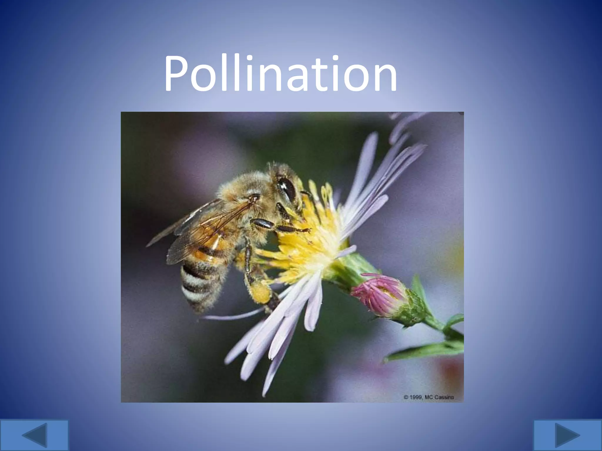 Pollination. | PPTX
