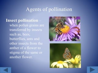 Pollination. | PPTX