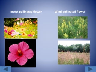 Pollination. | PPTX