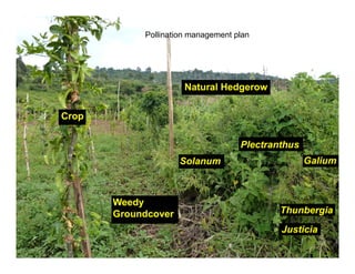 Using ecosystem services and biodiversity to enhance pollination ...