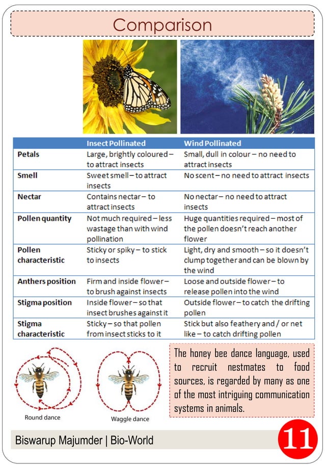 Pollination | PDF | Beekeeping | Hobbies & Interests