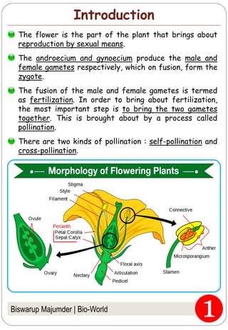 Plant Fertilization Definition