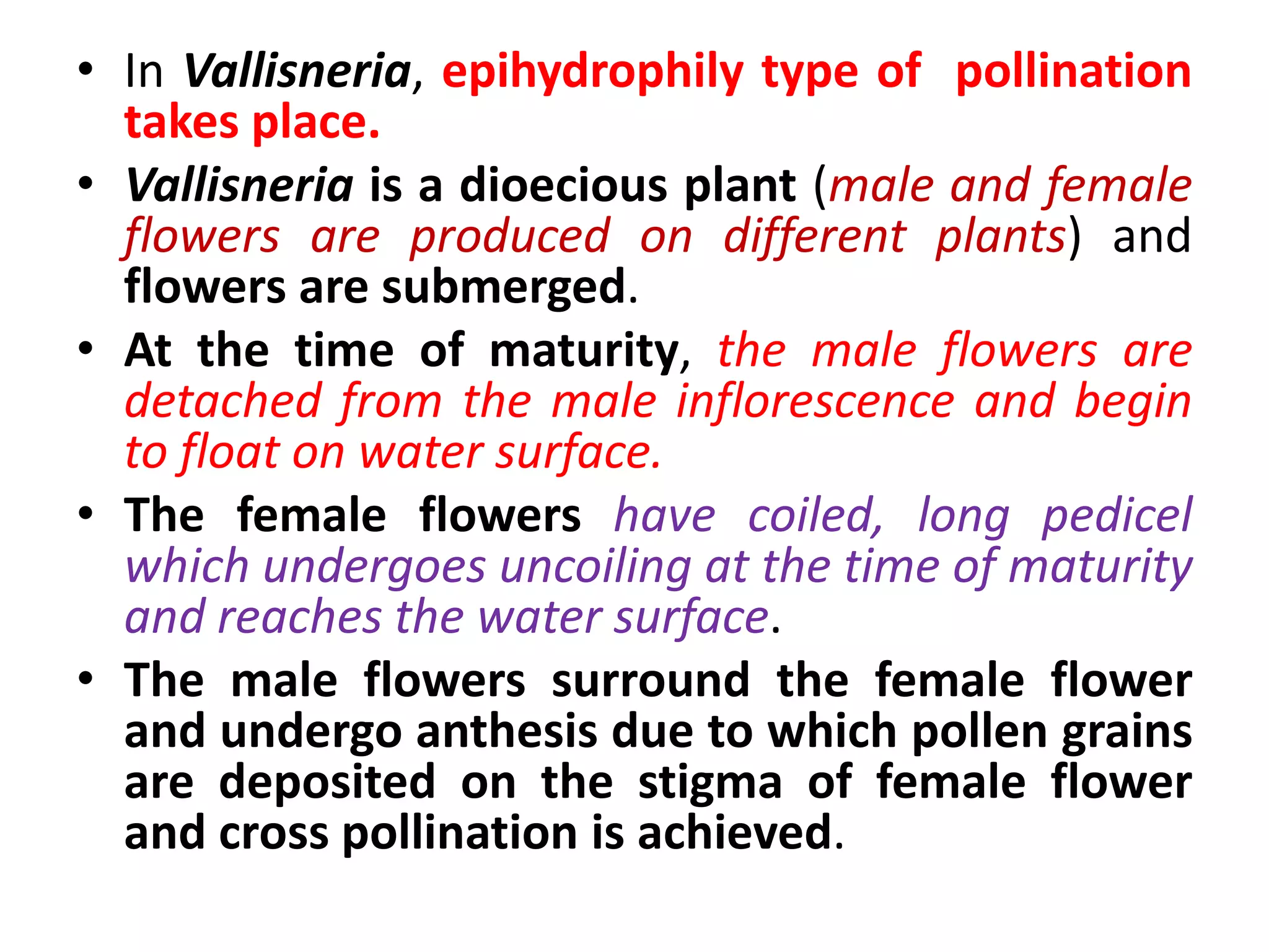 Pollination | PPTX