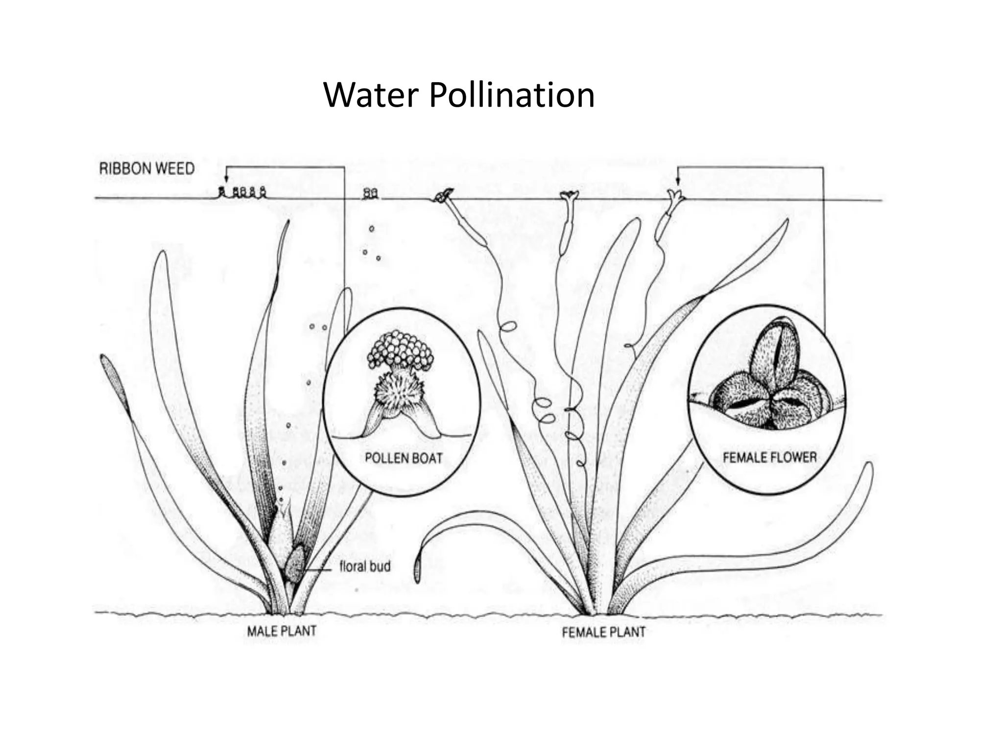 Pollination in plants | PPTX