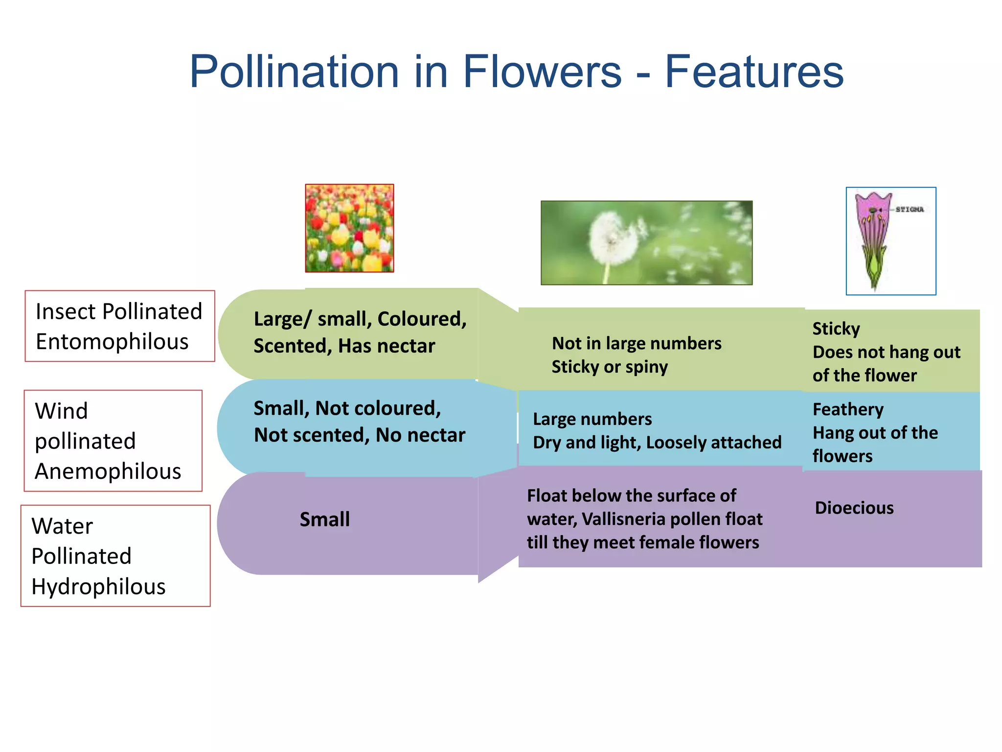Pollination in plants | PPTX