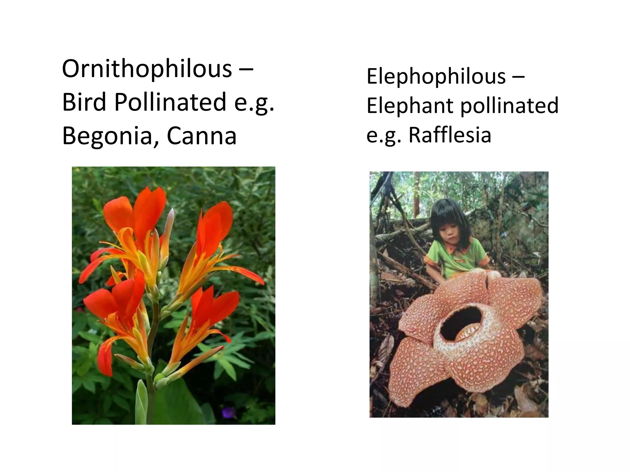Pollination in plants | PPTX