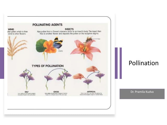 Pollination in plants | PPTX