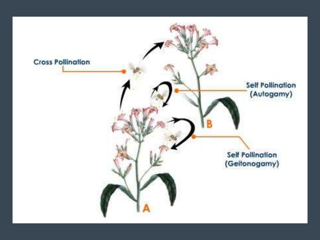Pollination in plants | PPTX