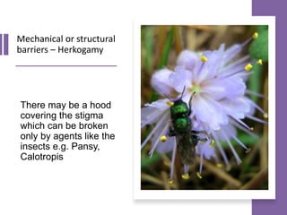 Pollination in plants | PPTX