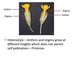 Pollination in plants | PPTX