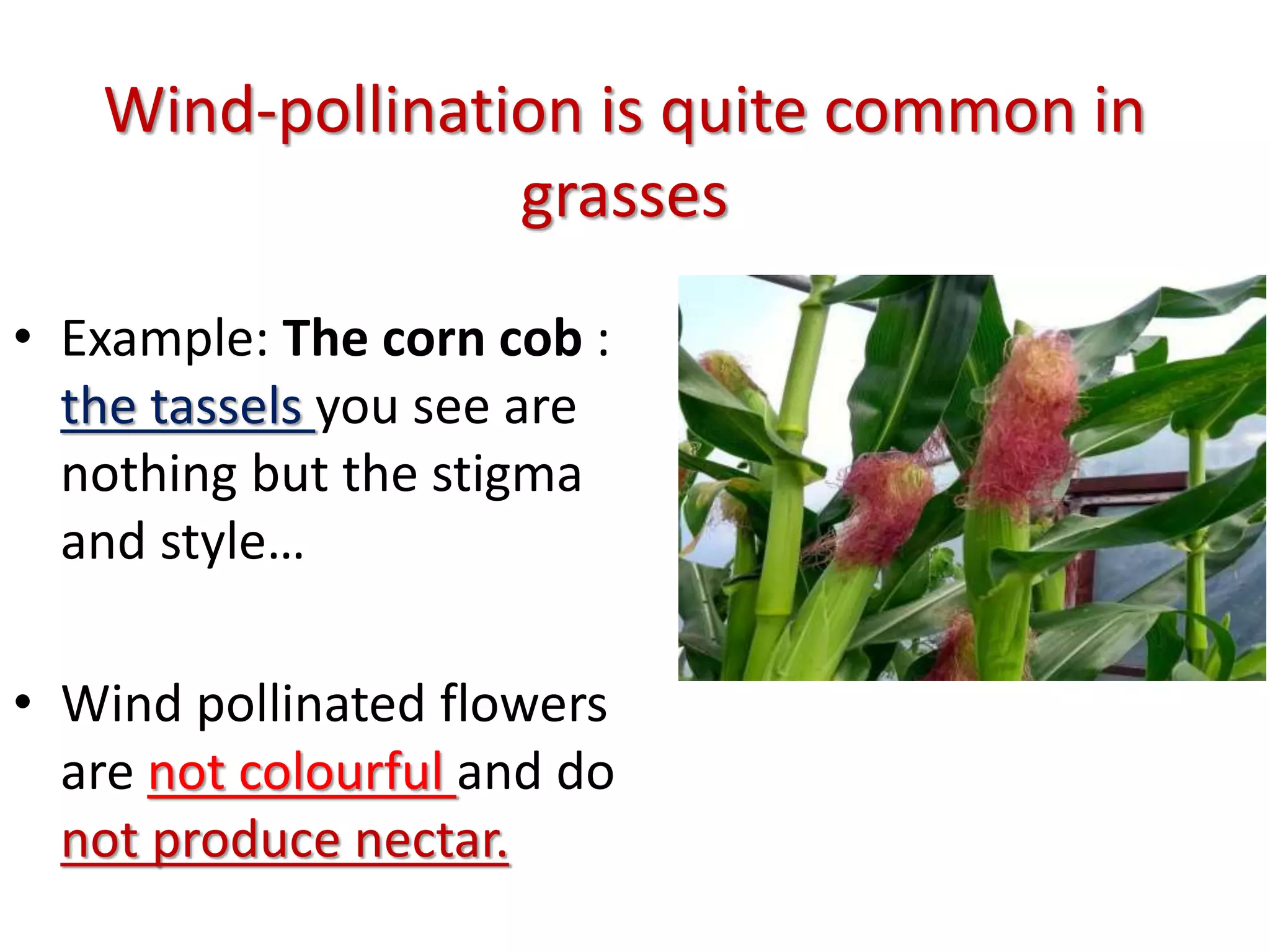 Pollination, Pollination types, Chasmogamous, Cleistogamous flowers ...
