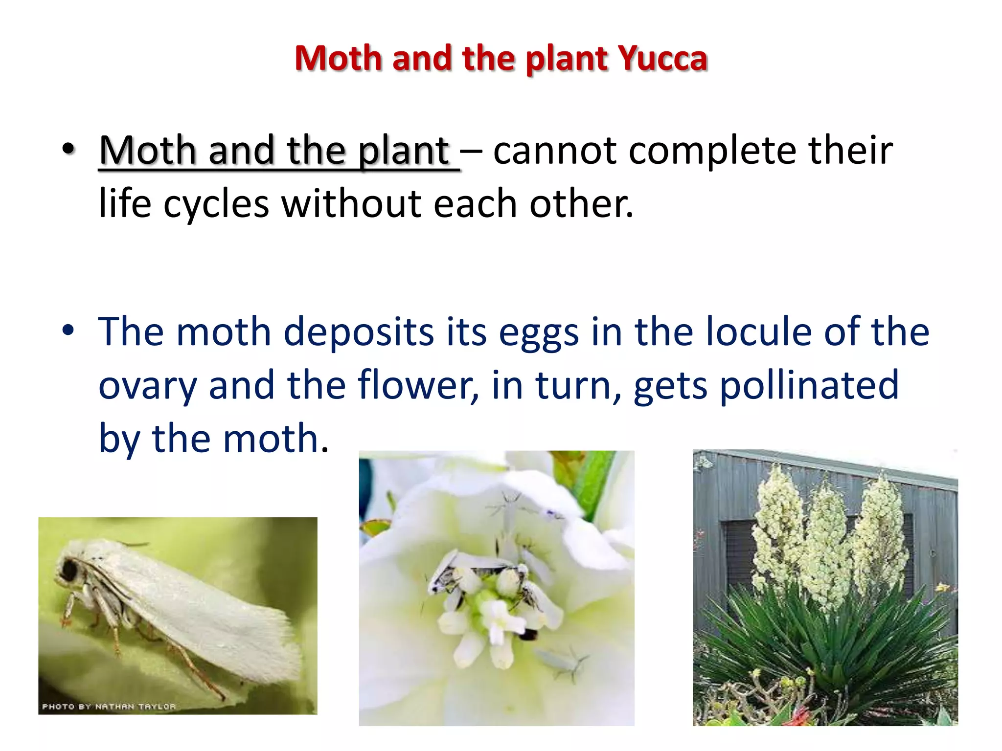 Pollination, Pollination types, Chasmogamous, Cleistogamous flowers ...
