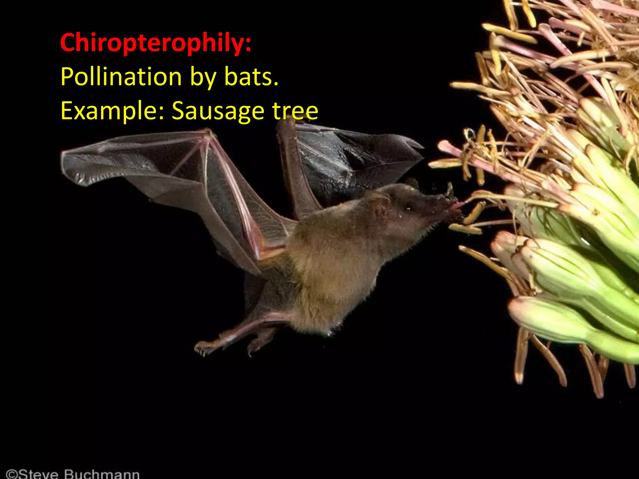 Pollination, Pollination types, Chasmogamous, Cleistogamous flowers ...