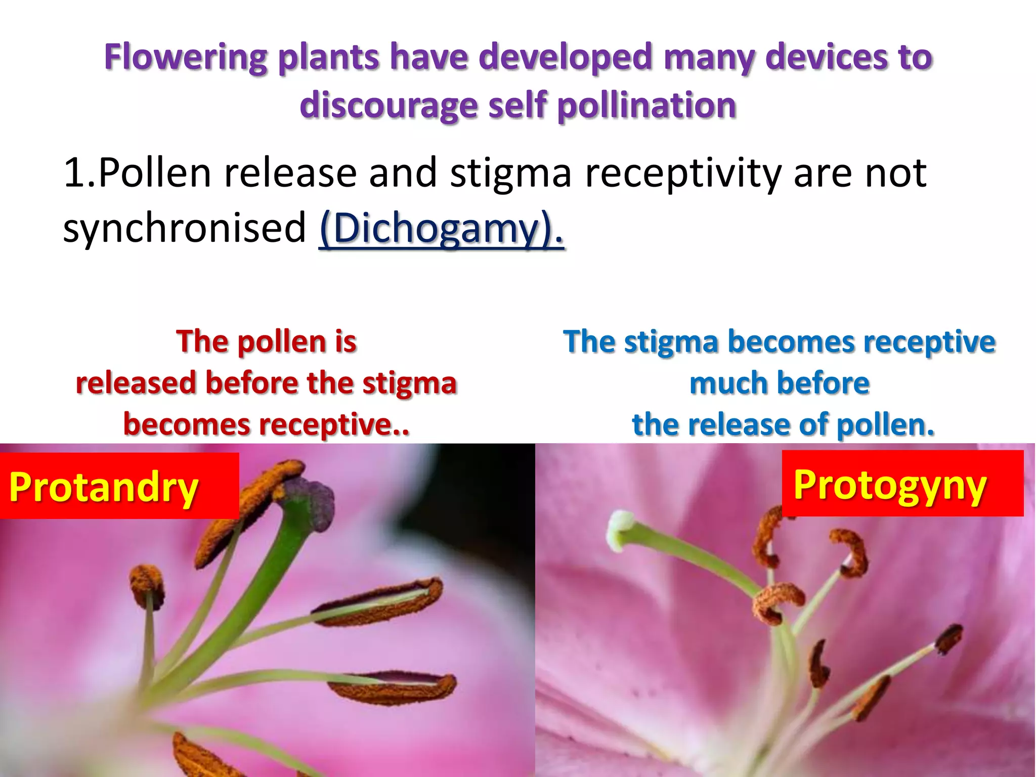 Pollination, Pollination types, Chasmogamous, Cleistogamous flowers ...