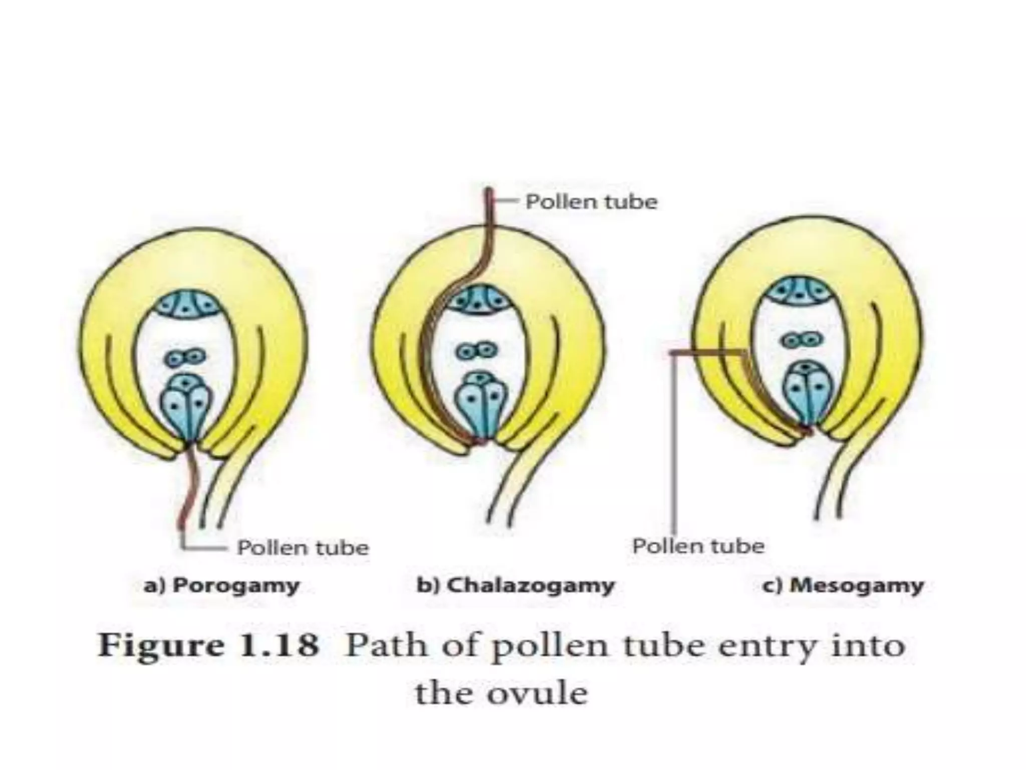 Pollination, Pollination types, Chasmogamous, Cleistogamous flowers ...