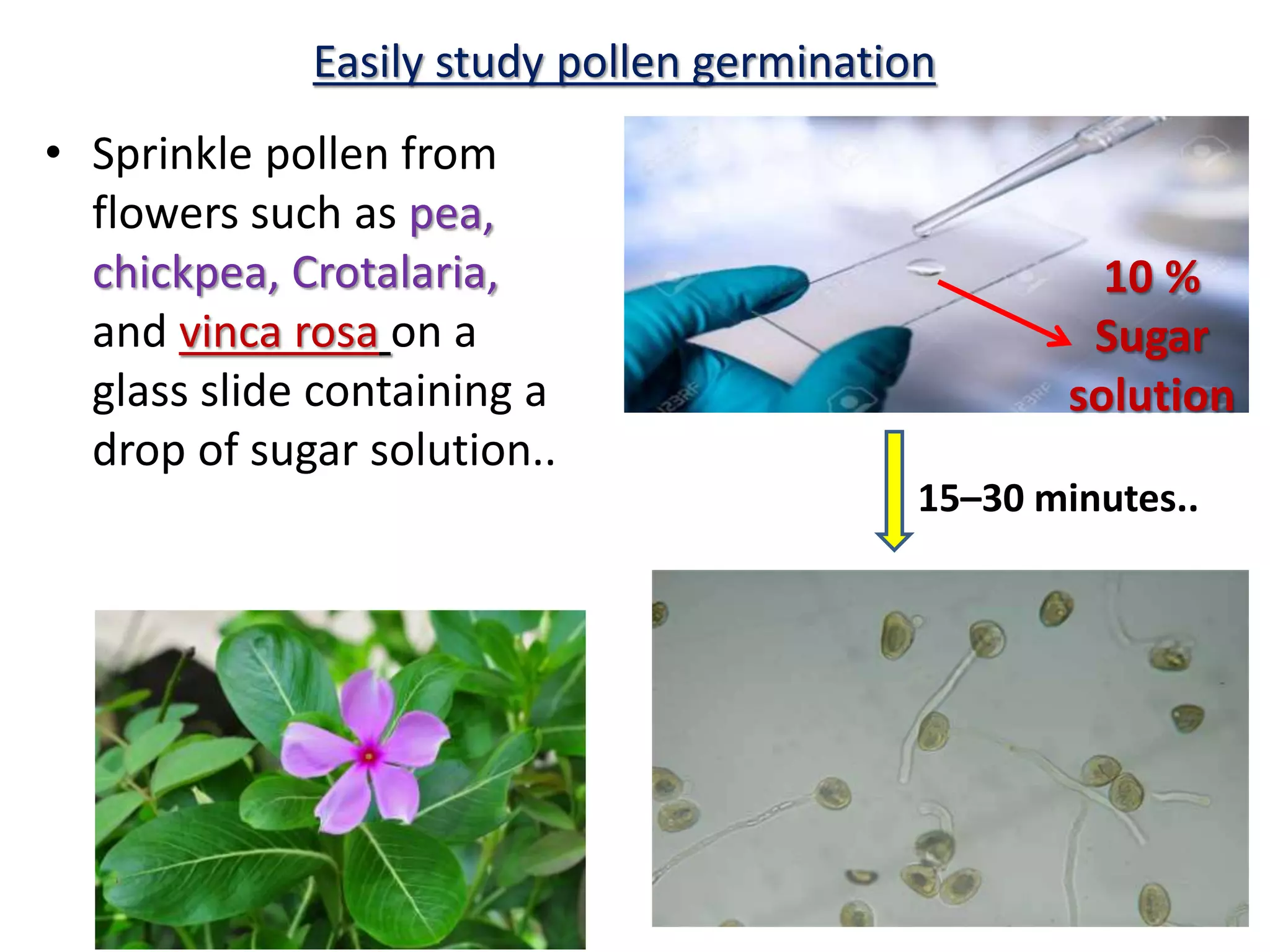 Pollination, Pollination types, Chasmogamous, Cleistogamous flowers ...