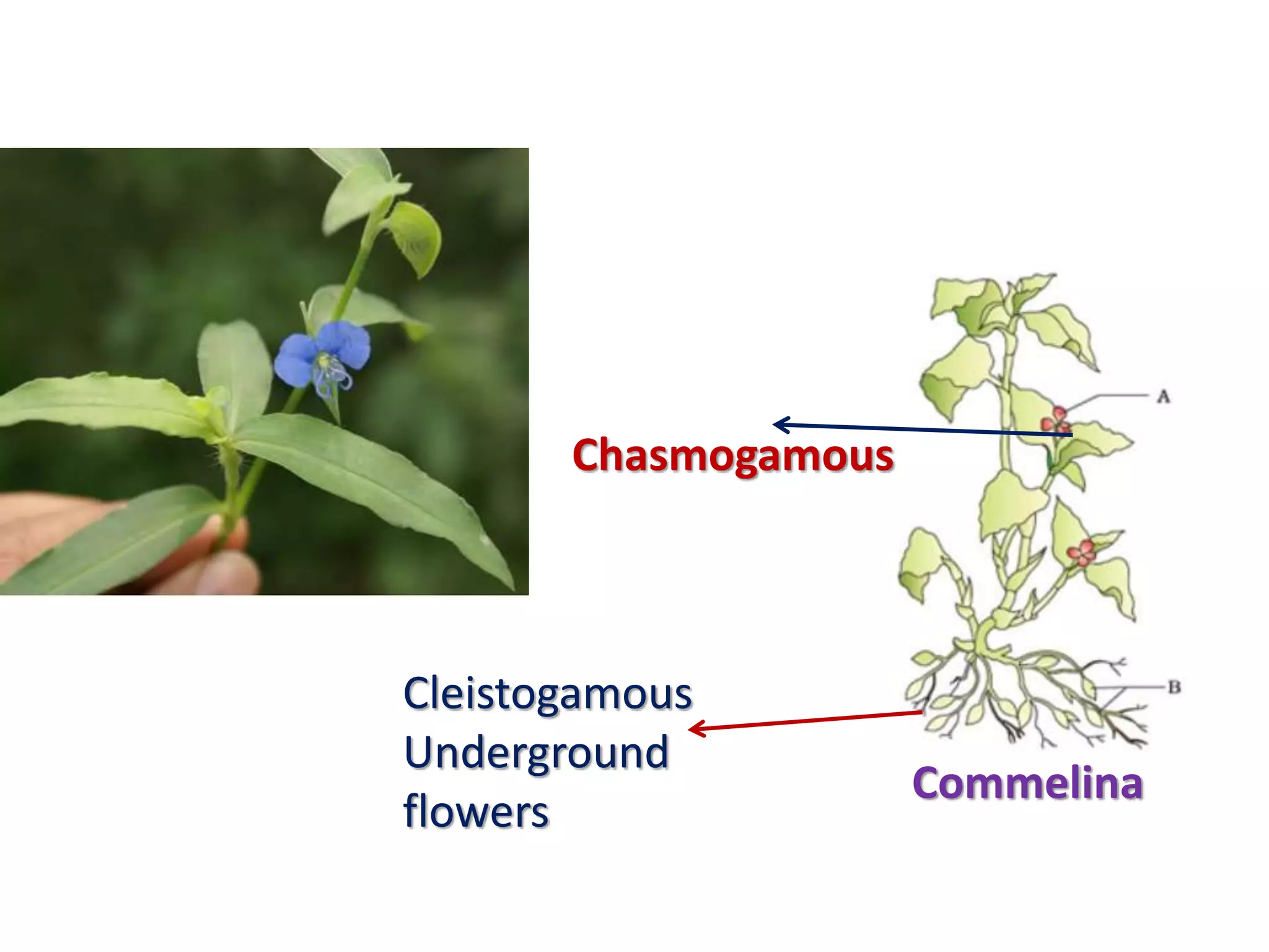 Pollination, Pollination types, Chasmogamous, Cleistogamous flowers ...