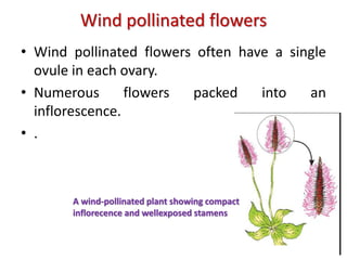 Water Pollinated Flowers