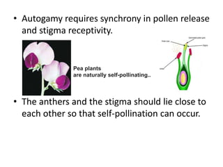 Self Pollination Pea Plants