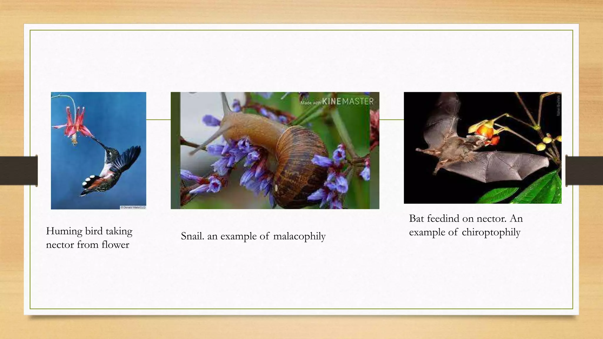 Pollination/class 12 biology | PPTX