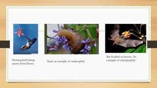 Pollination/class 12 biology | PPTX