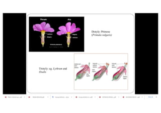 Pollination | PPT
