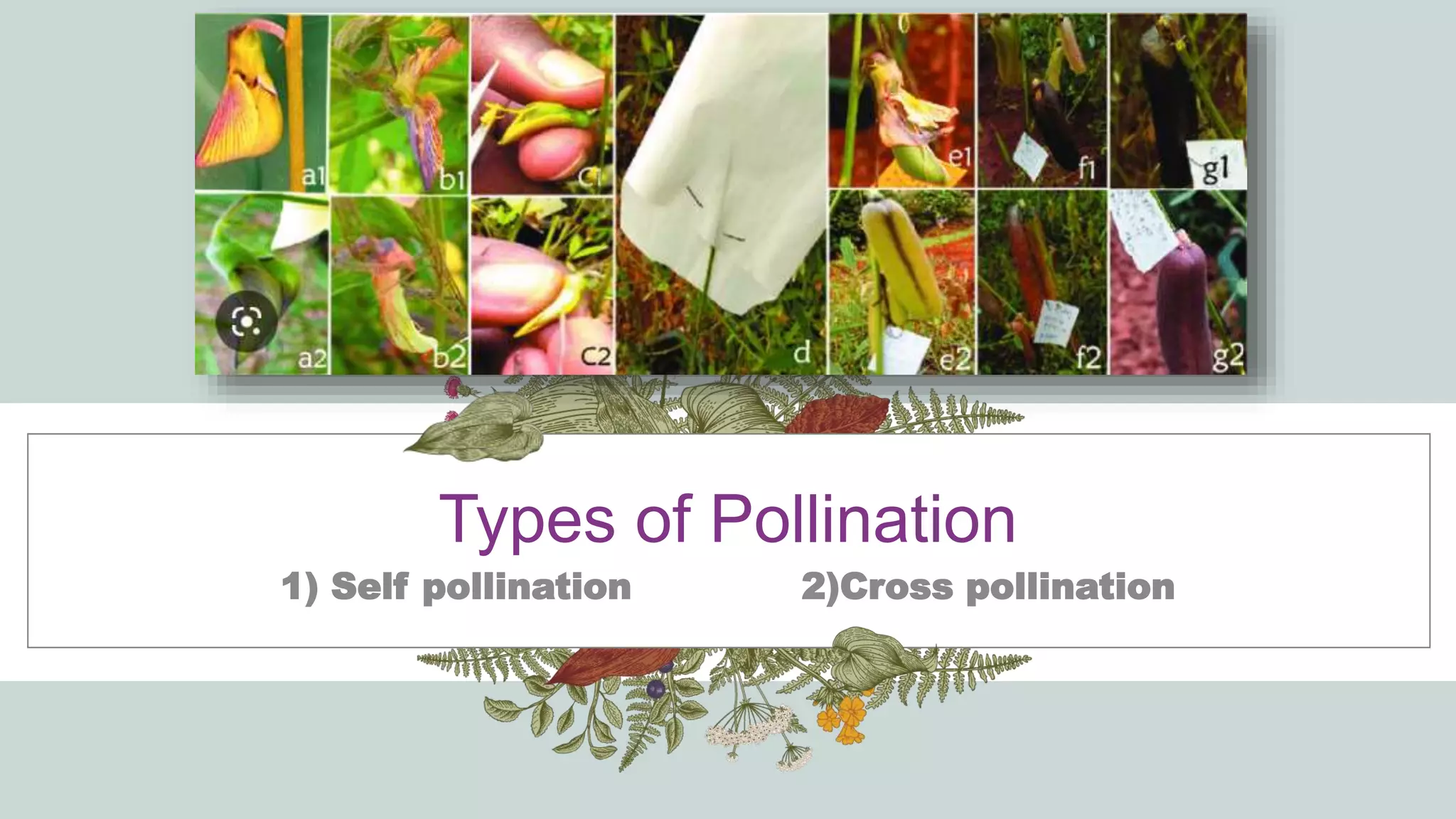 Pollination.pptx