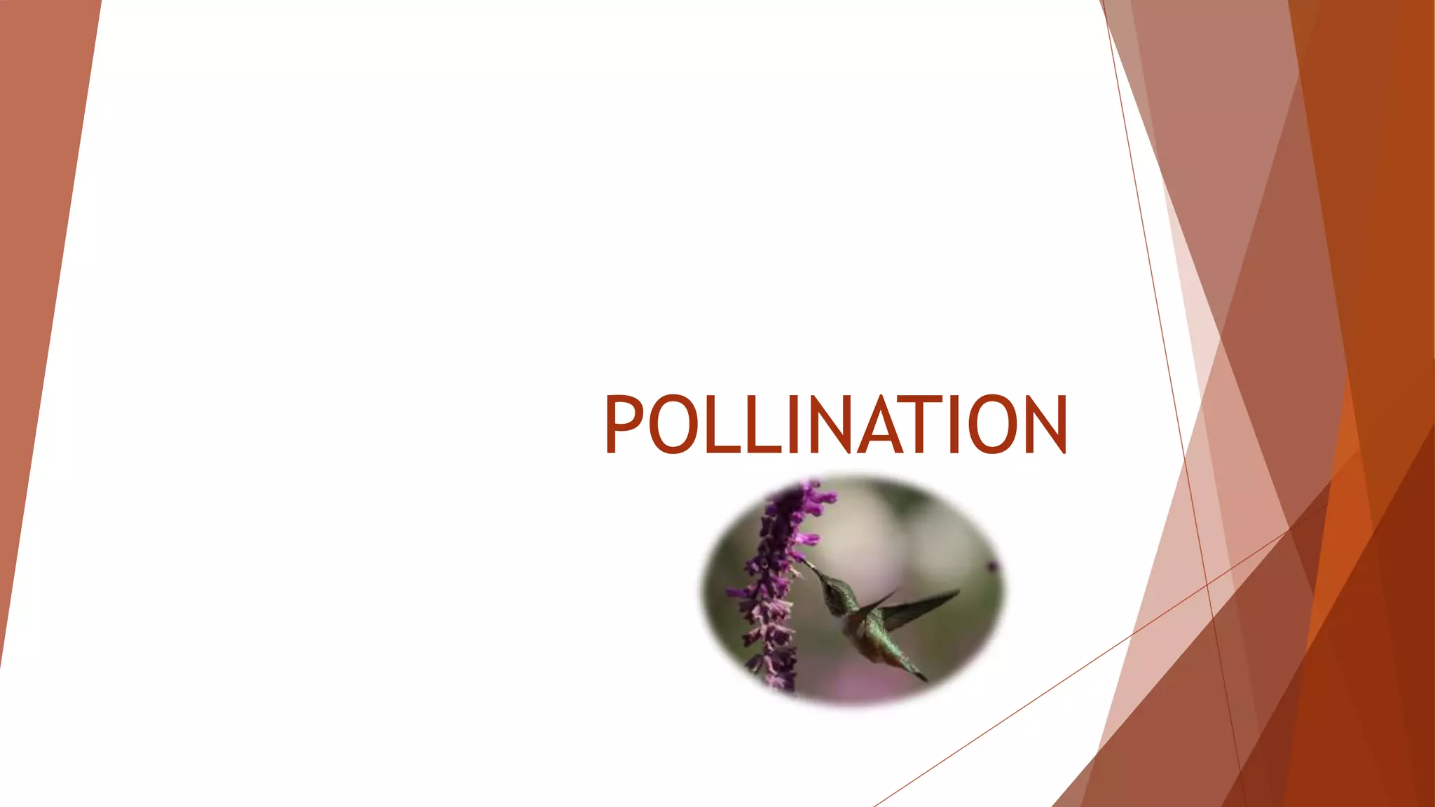 POLLINATION.pptx