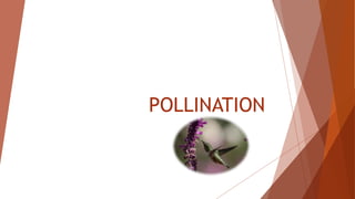 POLLINATION.pptx