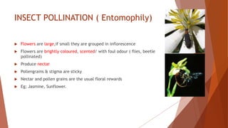 POLLINATION.pptx