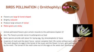 POLLINATION.pptx