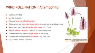 POLLINATION.pptx