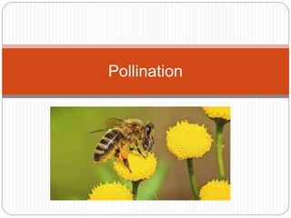Pollination.pptx