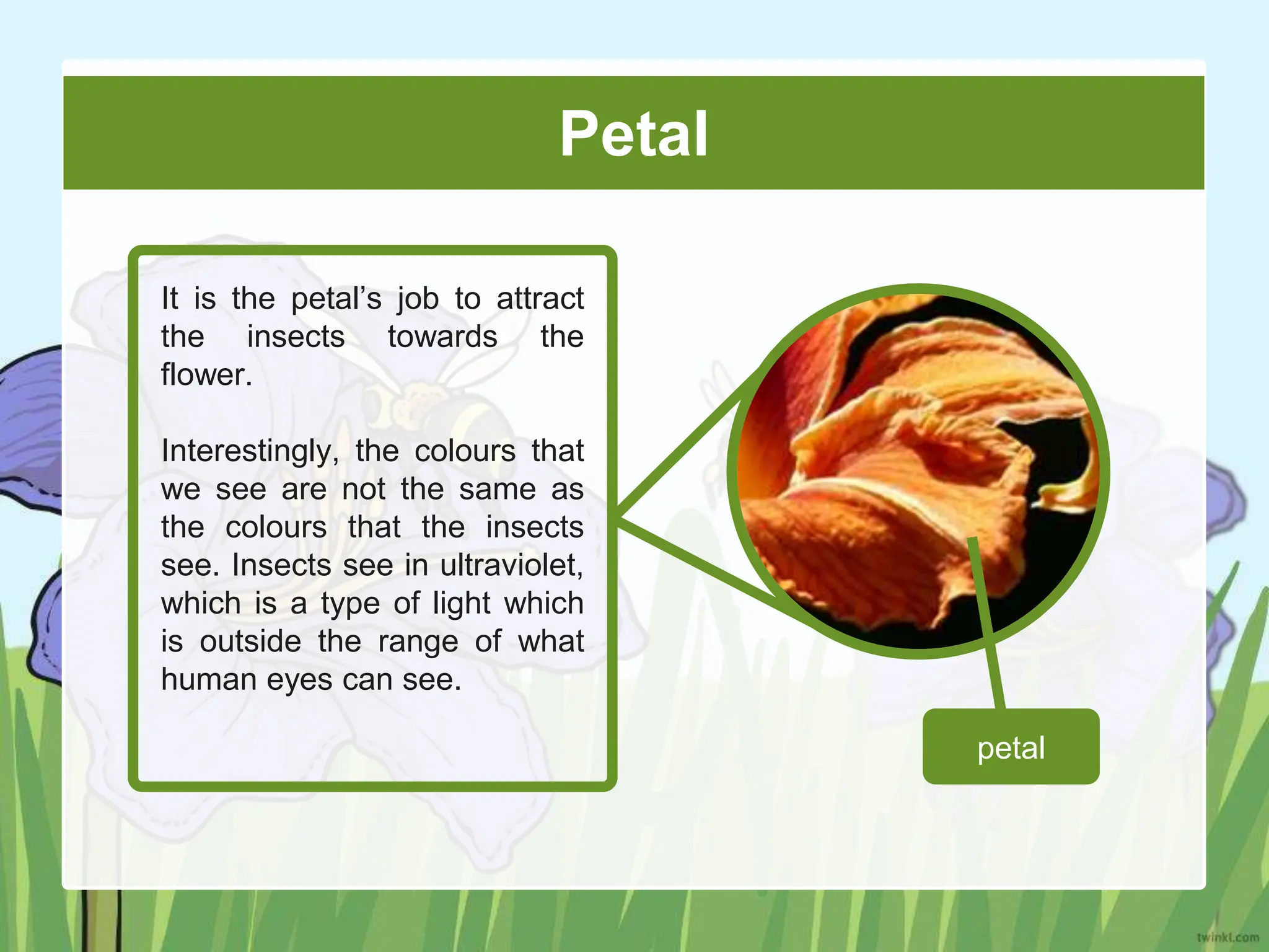 Pollination.pptx pollination and their importance | PPTX