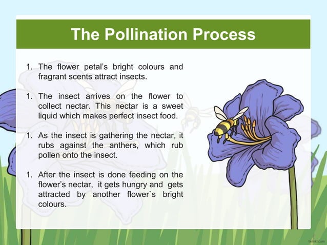 Pollination.pptx pollination and their importance | PPTX