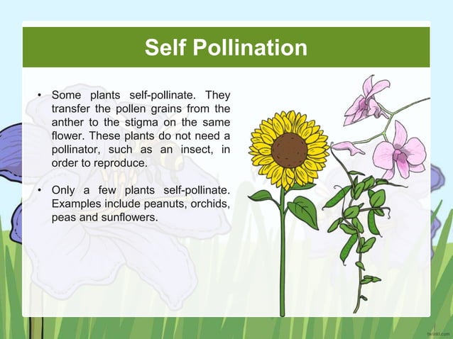 Pollination.pptx pollination and their importance | PPTX