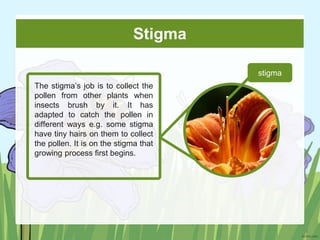 Pollination.pptx pollination and their importance | PPTX