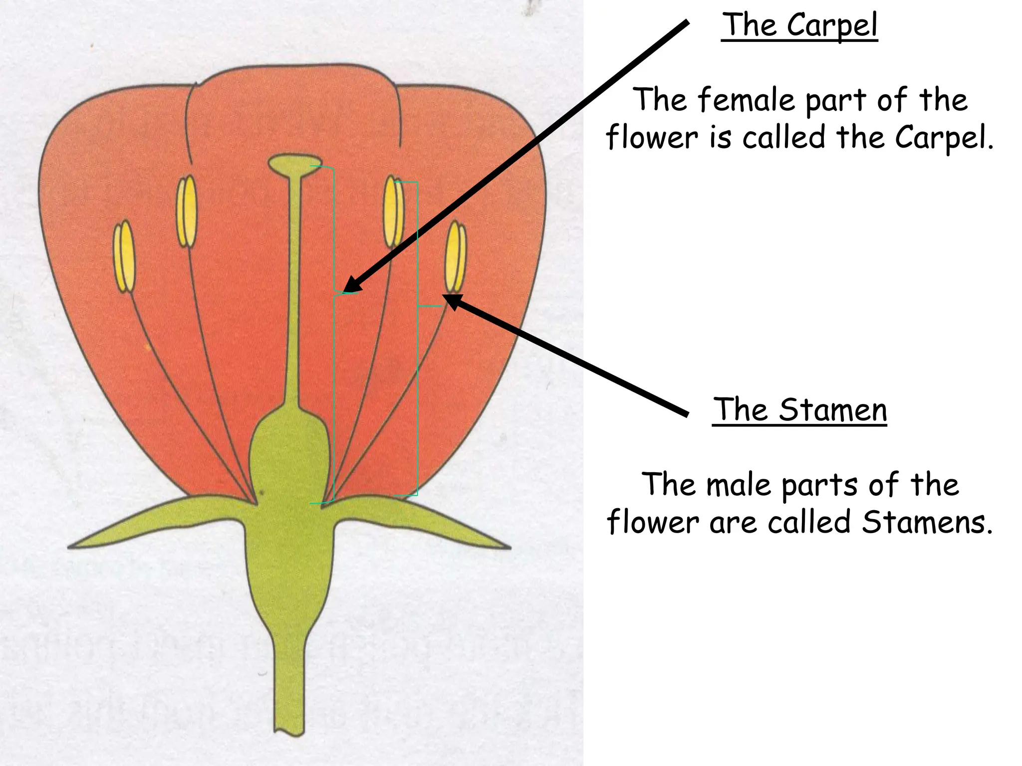 Pollination-and-Fertilisation.ppt plants | PPT