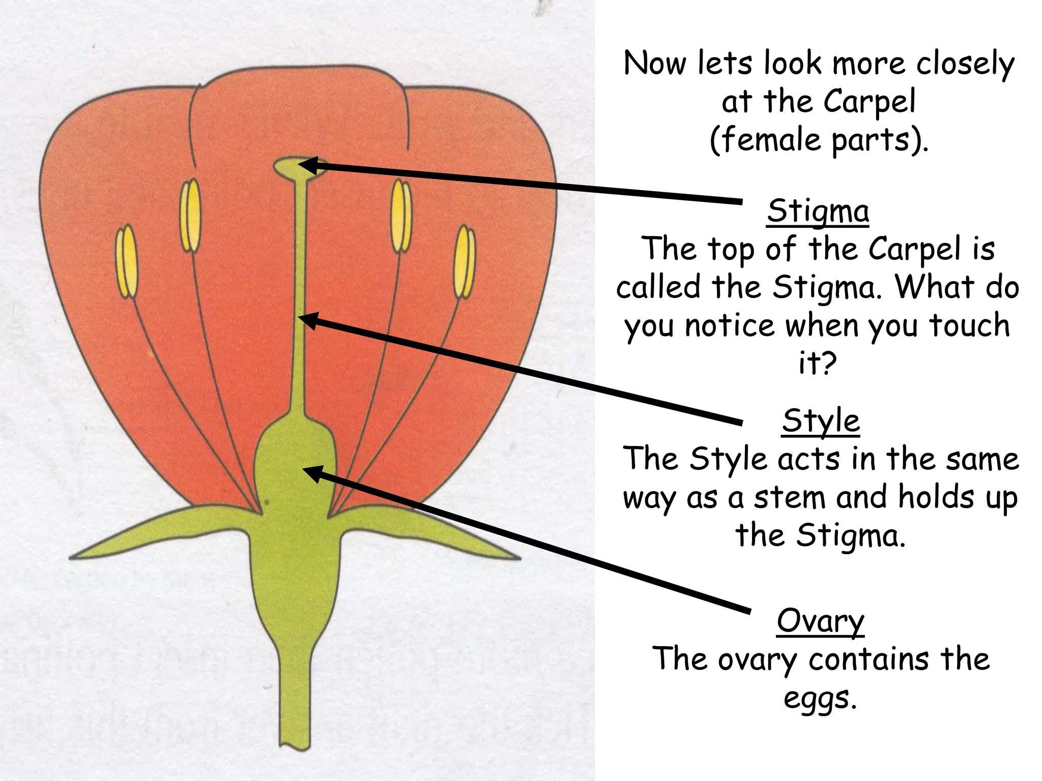 Pollination-and-Fertilisation.ppt plants | PPT