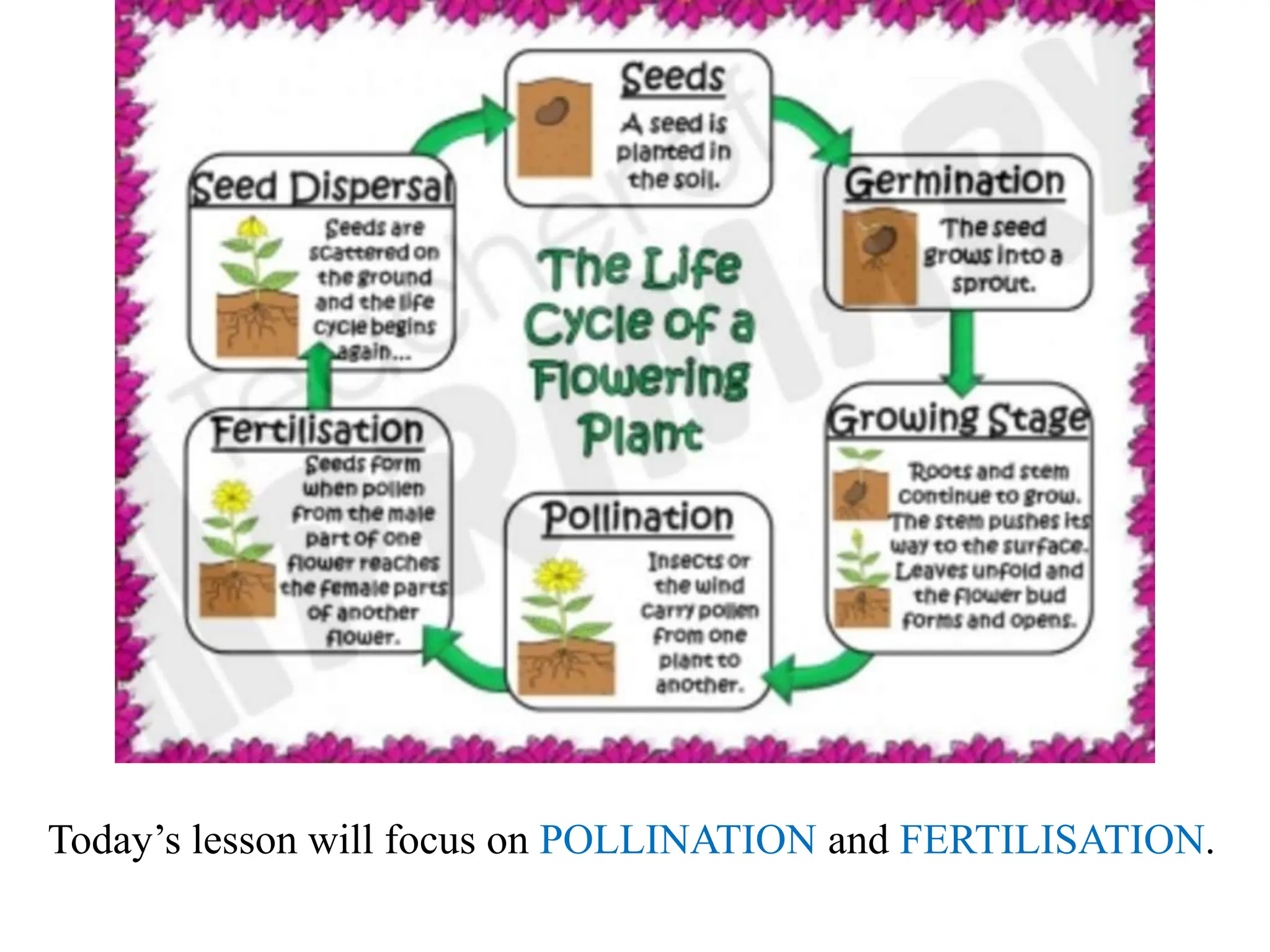 Pollination-and-Fertilisation.ppt plants | PPT