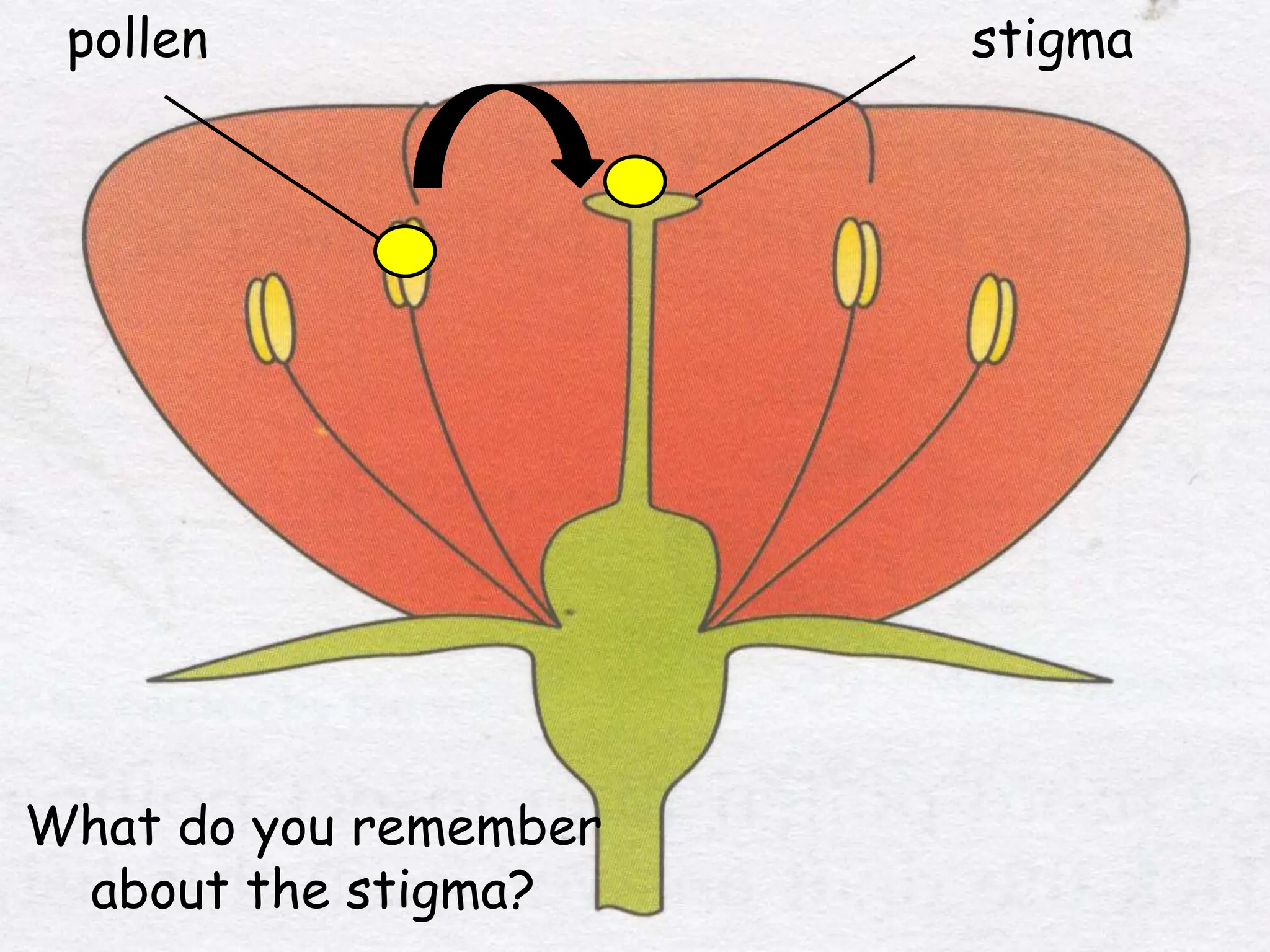Pollination-and-Fertilisation.ppt plants | PPT